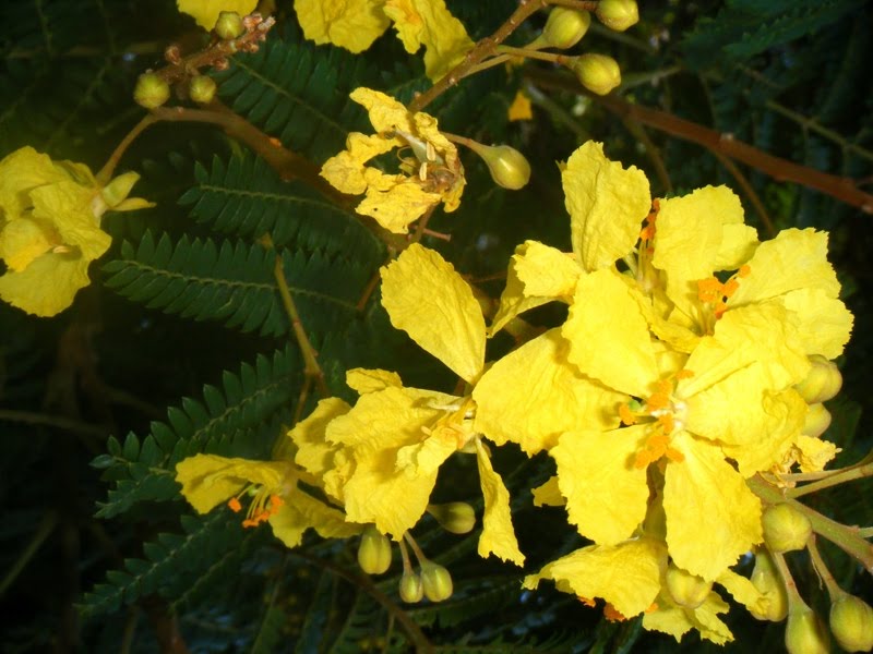 Cultura Guaraní: Nombres vulgares: "Yvyra pytã..", "Arbol de Artigas ...